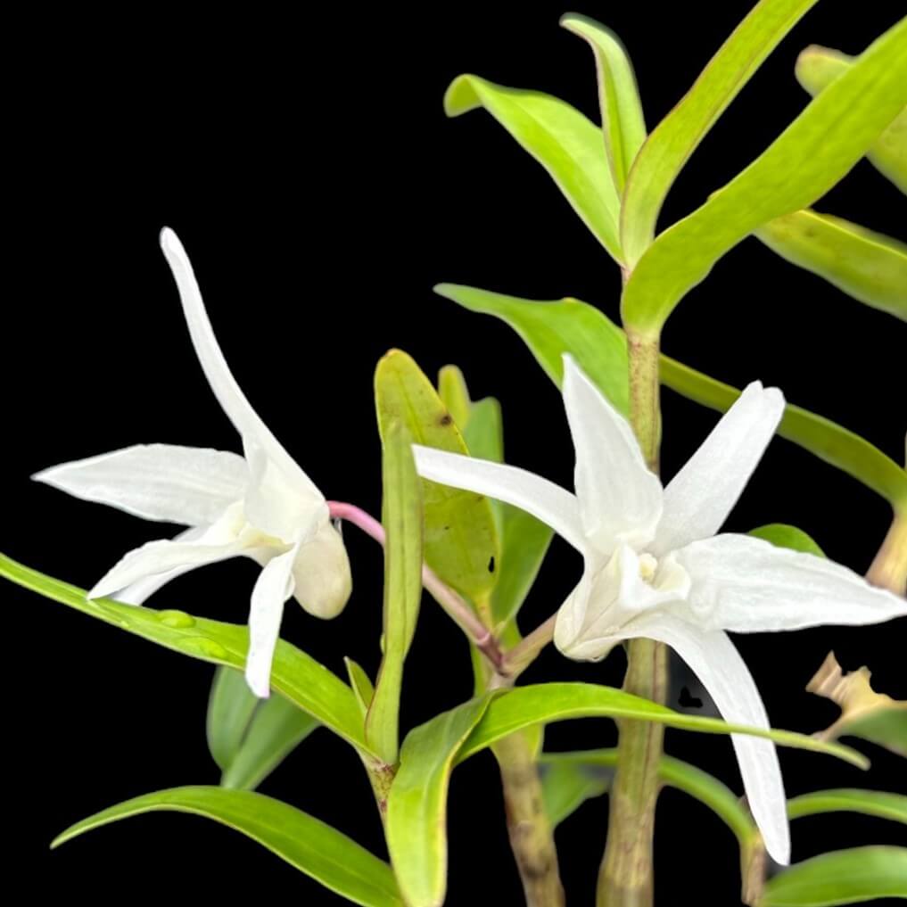 Rare Orchid Dendrobium Moniliforme | For Sale Sib Orchid