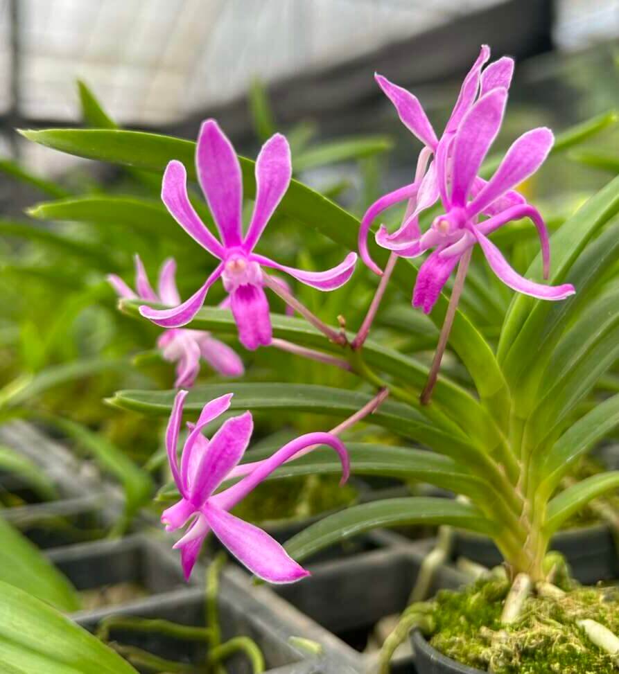 Rare Orchid Species Neofinetia Falcata Koto'x Shutennou Pink | Sib Orchid